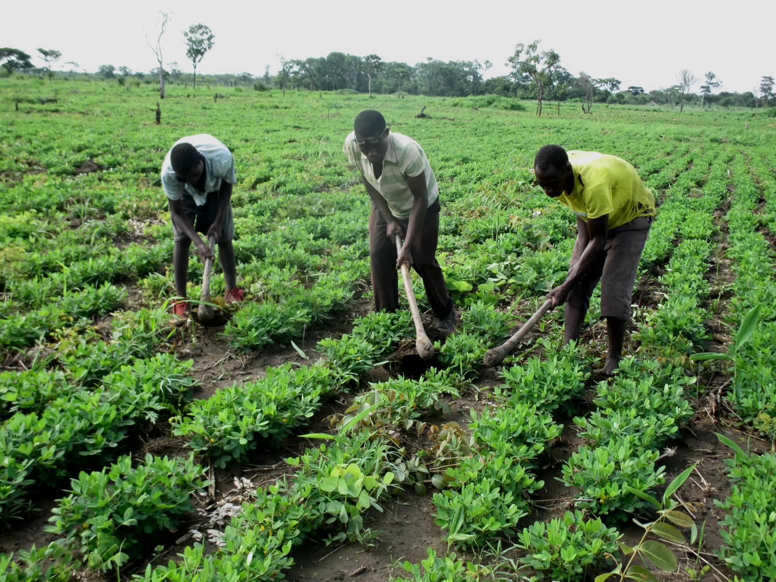 Seed Farm – ShareAfrica Zambia
